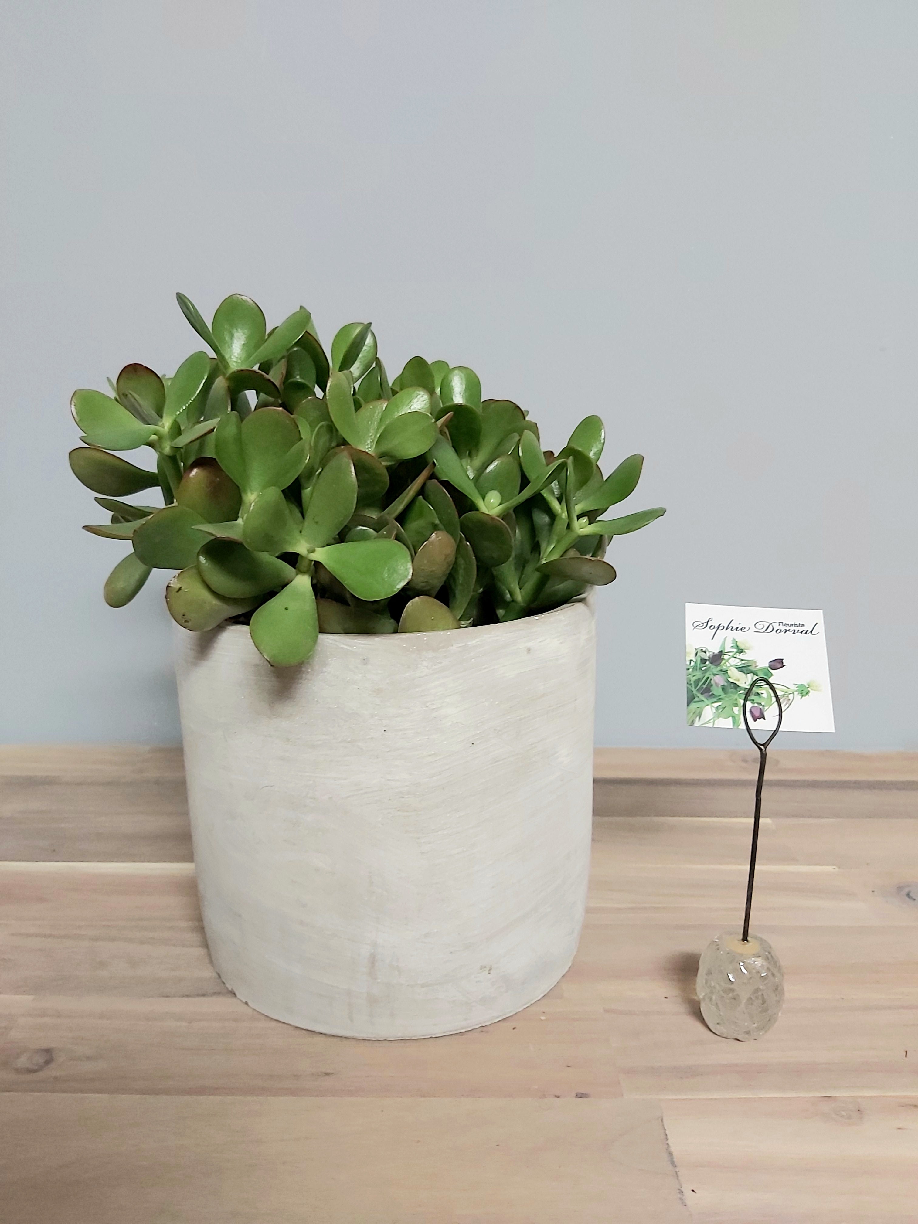 Jade – Sophie Dorval Fleuriste